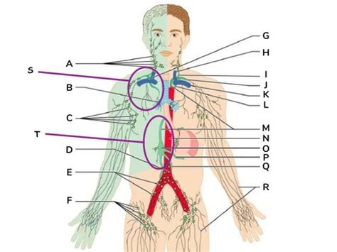 Lymphatic System Flashcards Quizlet