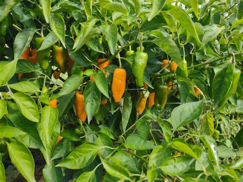 Mango Slice Hot Pepper Datil Annuum Certified Organic Seeds