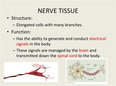 Nervous Tissue Examples
