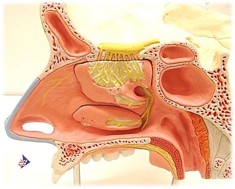 3b Nose And Nasal Sinus Model Flashcards Flashcards Quizlet