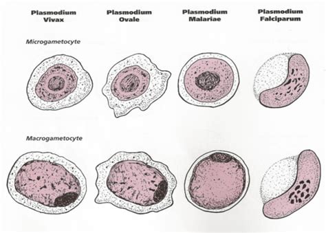 Plasmodium Drawing