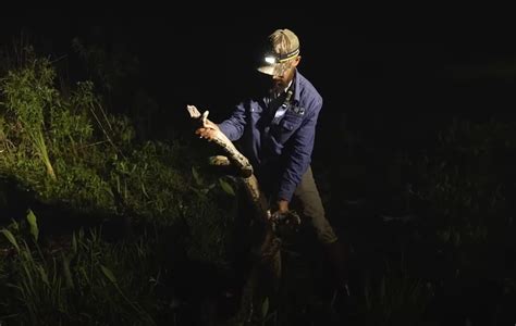 Florida Man Wrestles Gigantic 16 Foot Python In The Everglades Florida Man Wrestles Gigantic 16 Foot Python In The Everglades