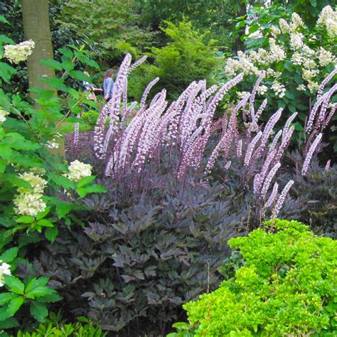 Actaea Pink Spike Outdoor Plants Gardeners Dream