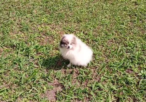 Spitz Alemãolulu Da Pomerania Macho Anão Cinza E Branco Parcelamento
