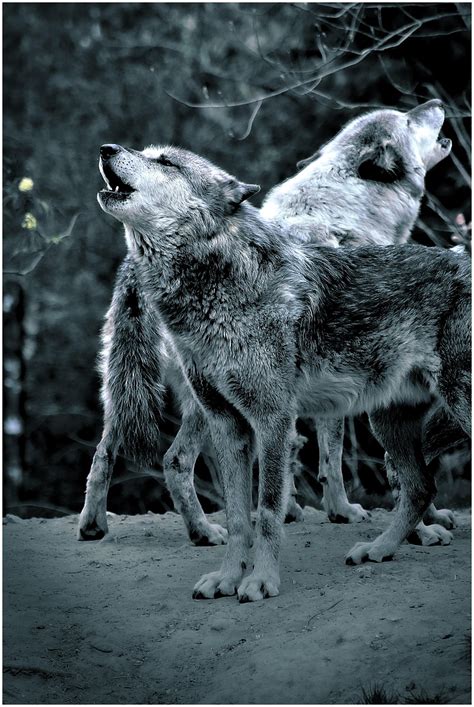 Wolf Heulen Wald Kostenloses Foto Auf Pixabay Pixabay