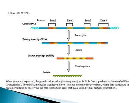 Gene Expression And Regulationpptx