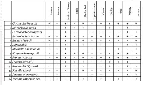 Solved Create A Dichotomous Key Using The Following Table All 14