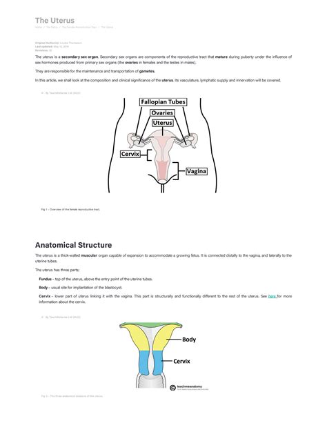 Solution The Uterus Structure Location Vasculature Teachmeanatomy