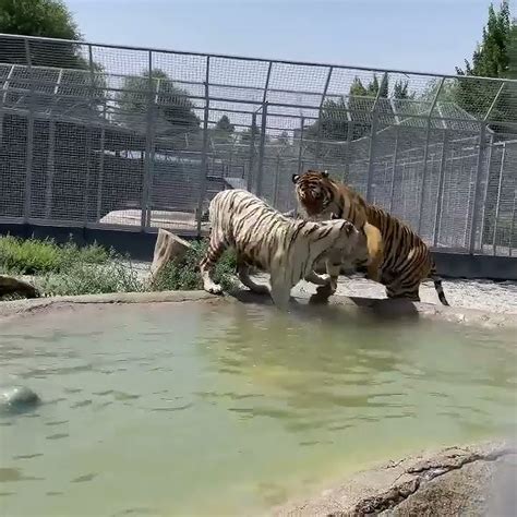 باغ وحش صفا دشتببرباغ وحش ارمبا هم یه دوری در این باغ وحش بزنیمباغ وحش تهرانباغ وحش ایران