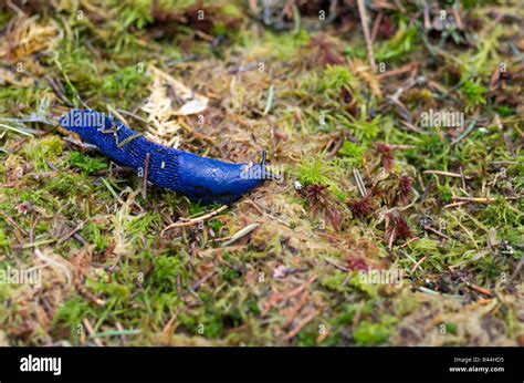 Purple Slug In Nature Slug In The Habitat Slug In Green Moss Stock