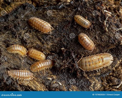 What Attracts Pill Bugs At Ruben Williams Blog
