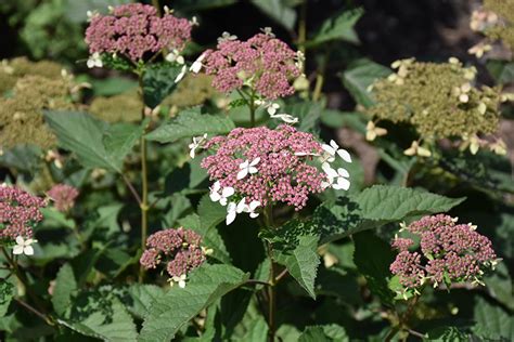 Invincibelle Lace Hydrangea Hydrangea Arborescens Smnhrll In Milwaukee Brookfield Waukesha