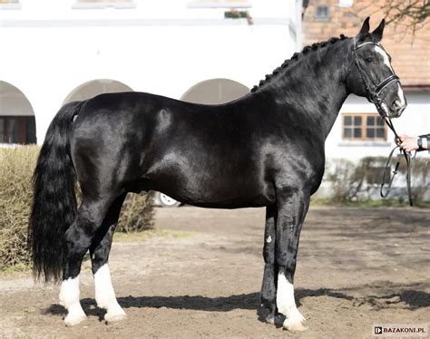 Bazakonipl Karta Konia Ogier Narwik Lokan Narew