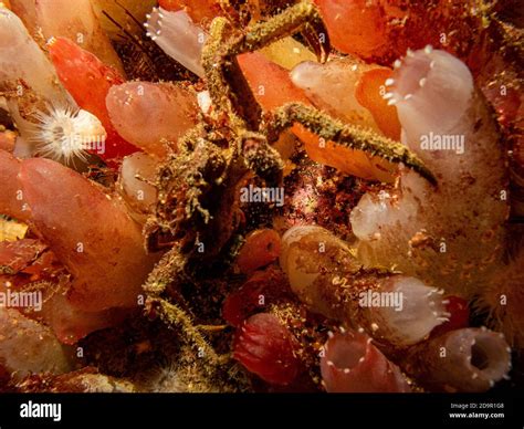 A Closeup Picture Of Ascidiacea Commonly Known As The Ascidians Or Sea