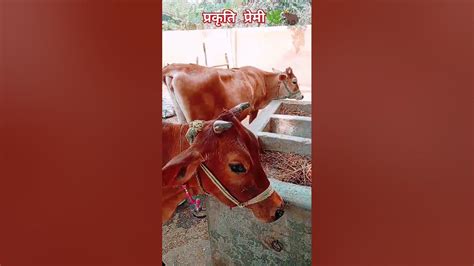 Nature Lover🌿🐂🐄🦜viralshort Cow Tree Garden Dairyfarm Jakefruit