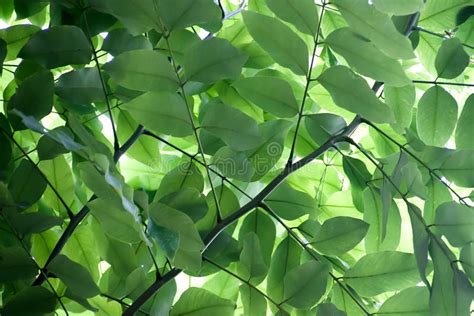 Beautiful Nature Of Green Leaves Canopy Show Pattern And Texture Stock Image Image Of Macro