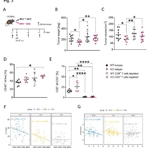 Cd8 T Cells Are Necessary To Reduce Tumor Growth In Mpo Ko Mice A