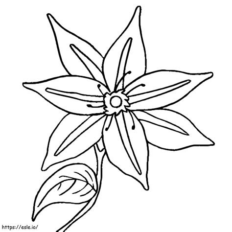 Basic Clematis Coloring Page