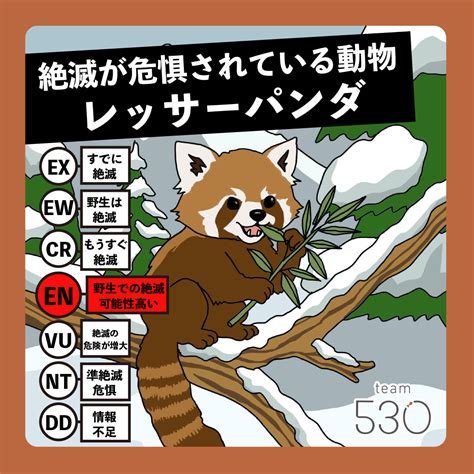 絶滅危惧種のレッサーパンダについて サキュレアクト株式会社