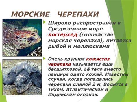 Презентация Черепахи Биология Презентации 6 класс