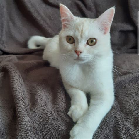 Ghost Tabby Markings In Kittens Kittens Often Exhibit More Pronounced