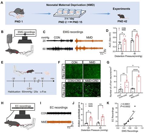 Thalamic Nucleus Reuniens Glutamatergic Neurons Mediate Colorectal