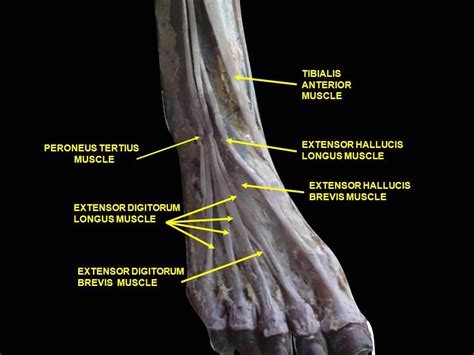 Extensor Hallucis Brevis Tendon