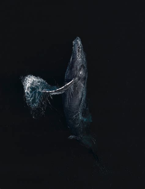 Portrait Of A Whale Fine Art Print Scott Jon Aerial Art