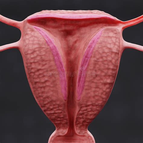 3d Render Of Female Reproductive System Stock Illustration