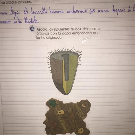 Asocia Los Siguientes Tejidos Sistemas U Organos Con La Capa Embrionaria Q Los Ha Originado