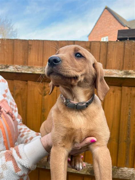 Cleo Pre Trained Fox Red Labrador For Sale Vislor