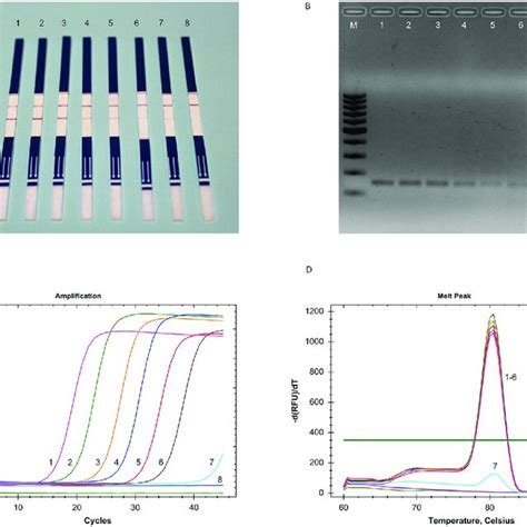 Workflow Of The Rpa Lfd Assay And Nested Pcr Method Using Download