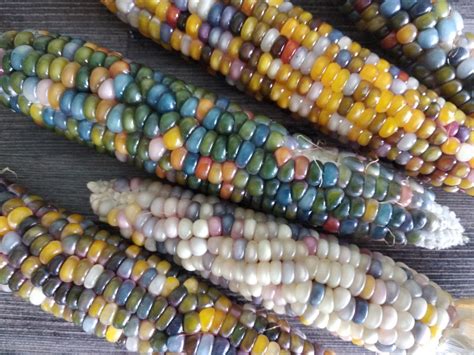182 Best Glass Gem Corn Images On Pholder Gardening