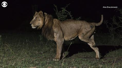 Rare Barbary Lion Cubs Born At Czech Zoo Are Part Of A Plan To Return