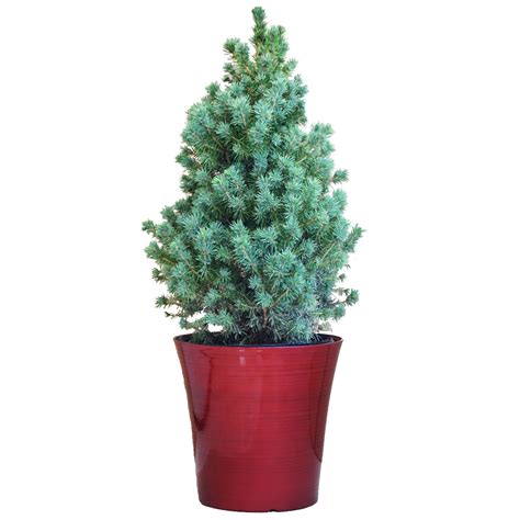 Dwarf Alberta Spruce Trees