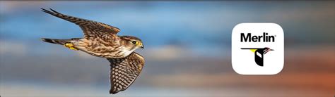 Bird Id Trivia Game Registration