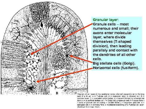 The Histophysiology Of The Brain And Cerebellum