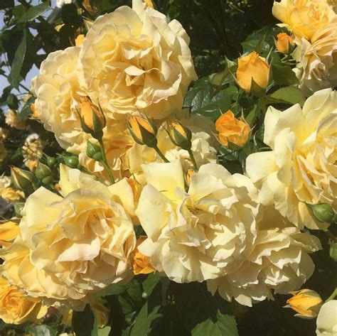 Yellow Aesthetic Explore The Beauty Of Nature And Flowers Hufflepuff