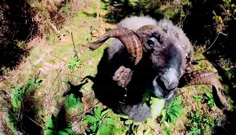 Video Angry Ram Knocks Drone Out Of Sky Outdoorhub