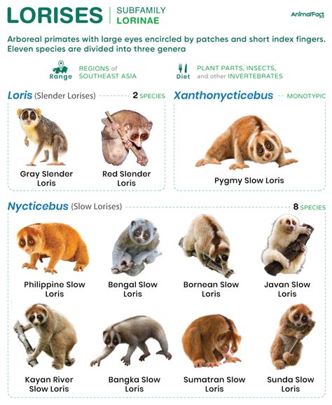 Lorises Types Size Habitat Diet And Pictures