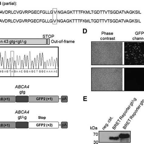 Prime Editors 3 And 3b A Schematic Representation Of Pe3 And Pe3b On