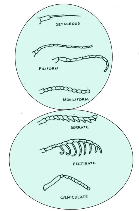 Antennae 1 Diagram Quizlet