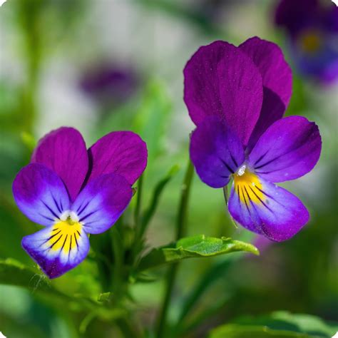 Pansy Seeds Horned King Henry The Incredible Seed Company Ltd