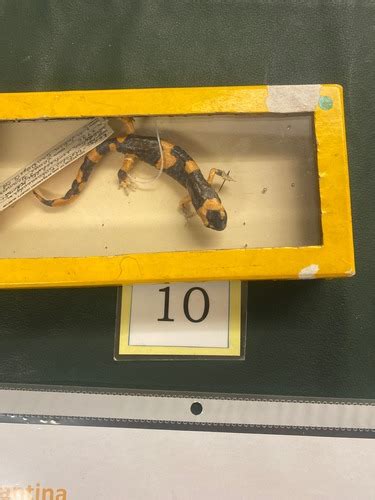 Lizard Lab Flashcards Quizlet