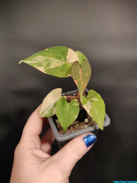 Fallopia Multiflora Variegated 3 Blue Moon Tropicals