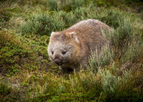Meet The Giant Wombat Relative That Scratched Out A Living In Australia