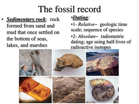 Ppt Chapter 25 ~ Phylogeny And Systematics Powerpoint Presentation Id