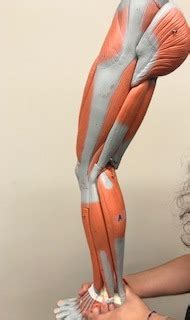 Muscles Of Buttocks And Posterior Thigh Diagram Quizlet