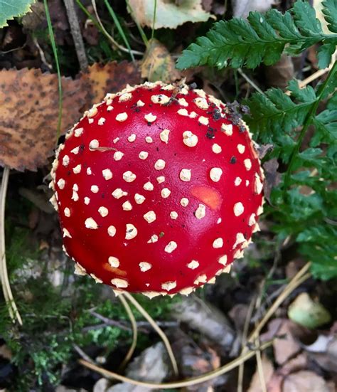 Poisonous Red And White Spotted Toadstools Fly Agaric Susan Rushton