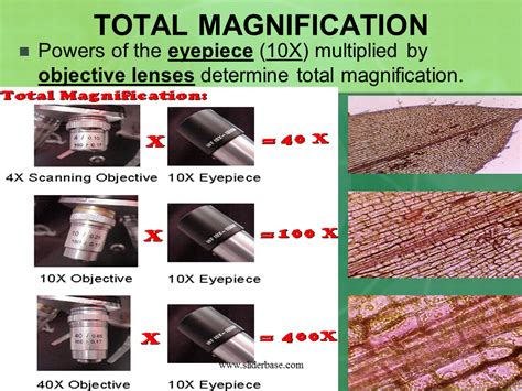 Cell Theory Presentation Cell Biology